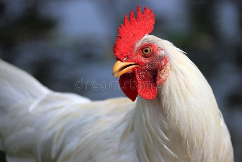 18,832 Rooster Head Stock Photos - Free & Royalty-Free Stock Photos ...