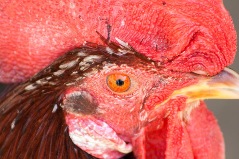 Rooster Head Picture. Image: 116954389