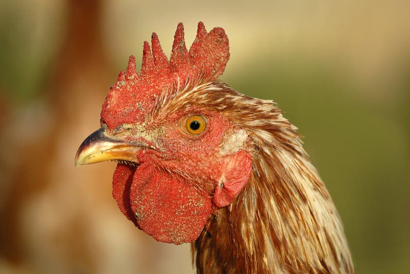 13,683 Rooster Head Photos - Free & Royalty-Free Stock Photos from ...