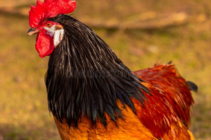 Rooster Sideways Stock Photos - Free & Royalty-Free Stock Photos from ...