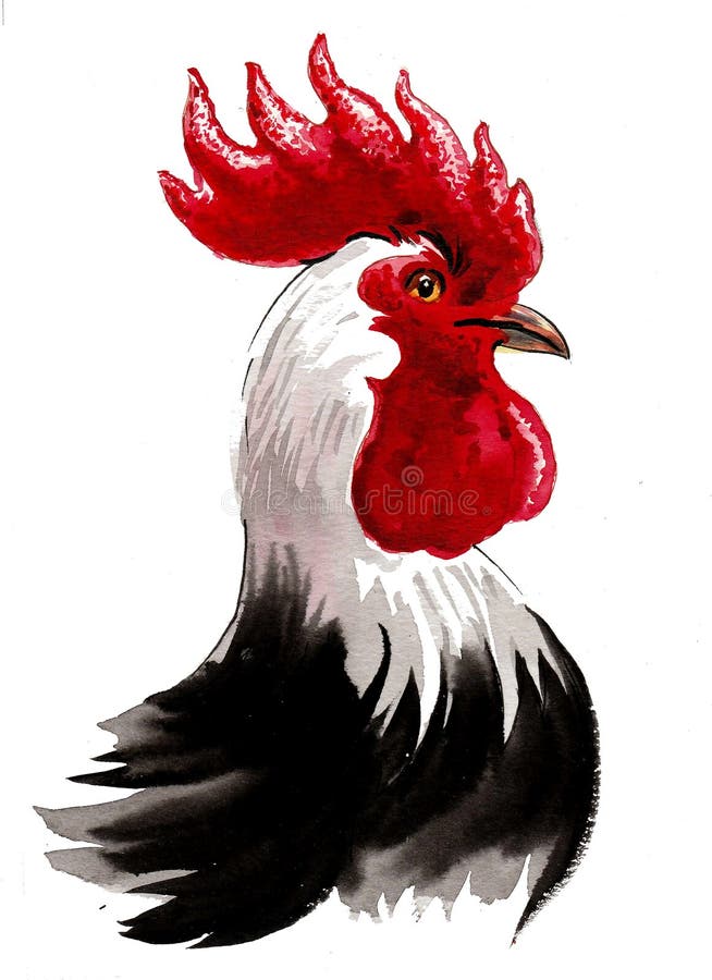 Rooster Head. Watercolour Sketch Stock Illustration - Illustration of ...