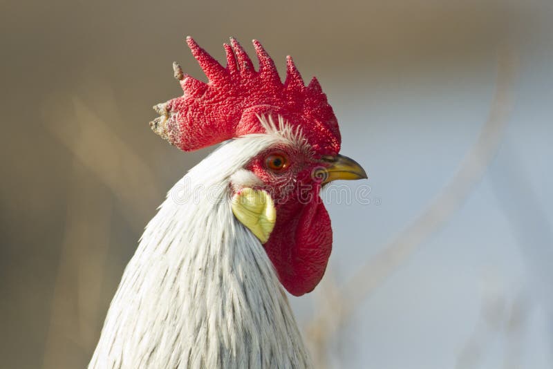 Rooster head stock image. Image of feathers, farm, species - 53163335