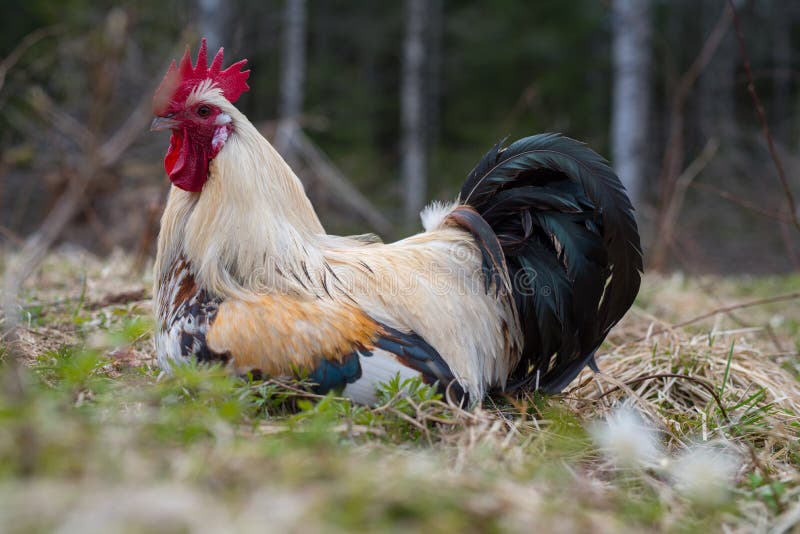 Rooster and Hen Lie Resting on Snow in Wintery Landscape. Stock Image ...