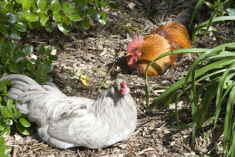 Rooster & Hen stock photo. Image of rooster, cockerel - 3345144