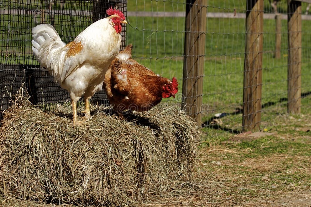 Rooster and Hen on Bale of Hay Stock Photo - Image of fence, perch ...