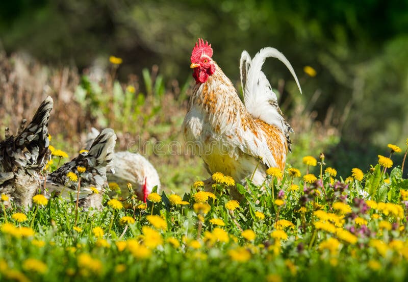 Rooster and hen stock photo. Image of grassland, farm - 68865804