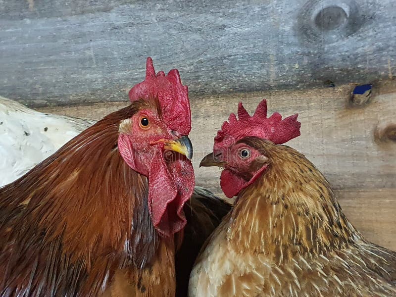 Rooster and a hen stock photo. Image of peafowl, rooster - 204604144