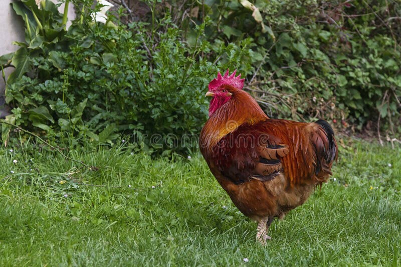 Basque Hen Chicks Stock Photos - Free & Royalty-Free Stock Photos from ...