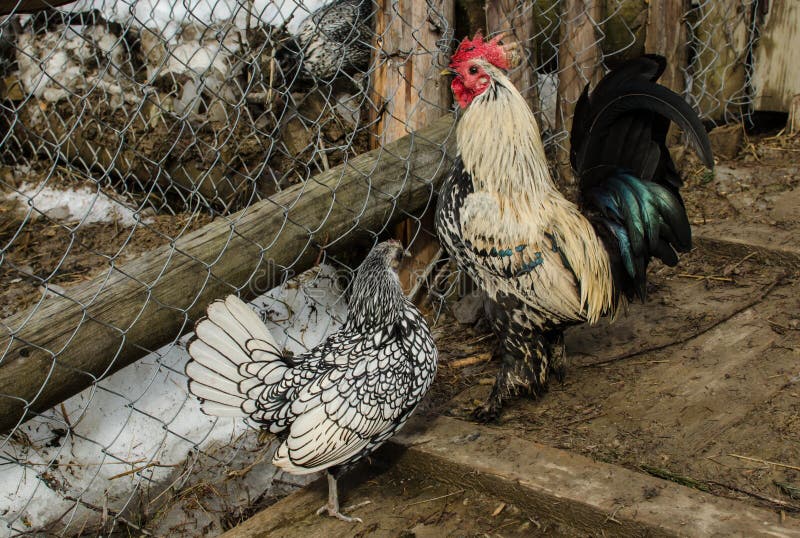 Rooster and Hen on walk stock photo. Image of livestock - 87685252