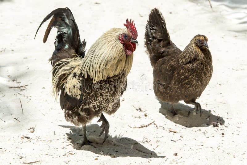 Rooster and Hen on White Beach, Beautiful Colored Rooster and Brown Hen ...