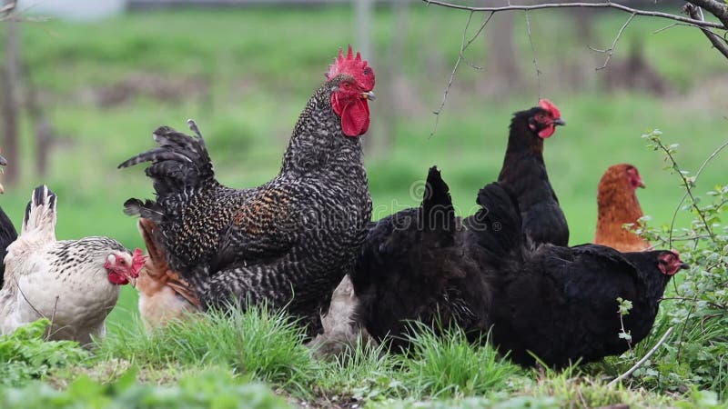 Rooster and Hens on the Background of Spring Greenery Slow Motion Stock ...