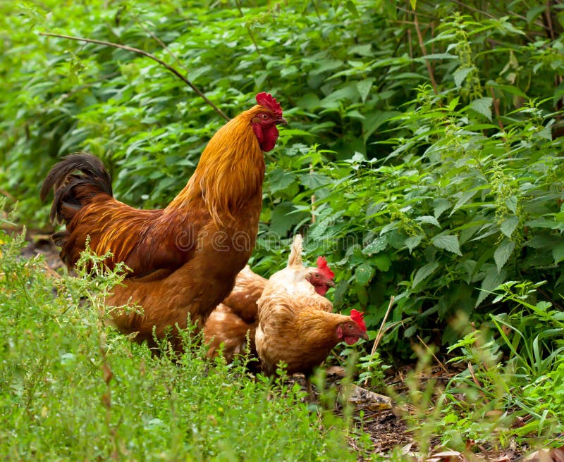 Rooster with hens stock photo. Image of grass, animal - 33395576