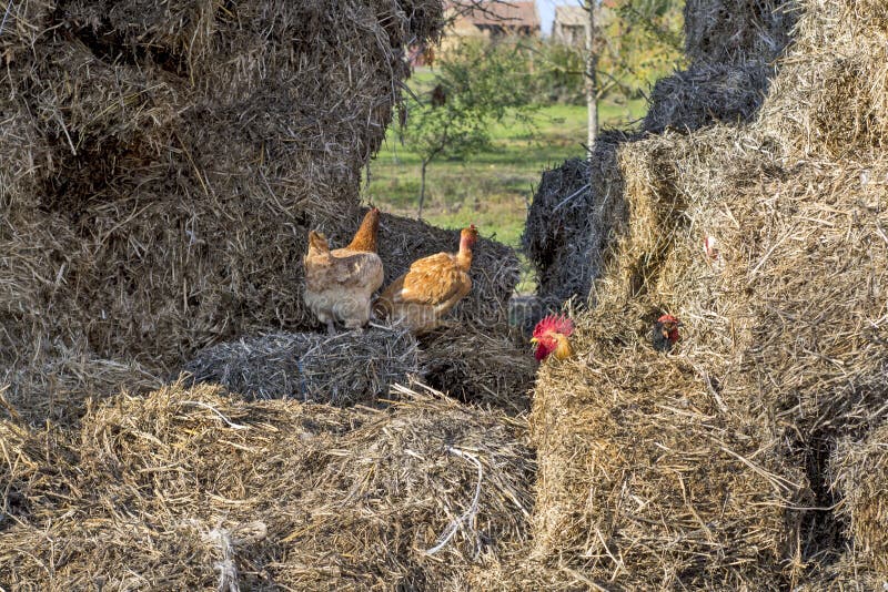 Rooster and hens in straw stock image. Image of beak - 201592461