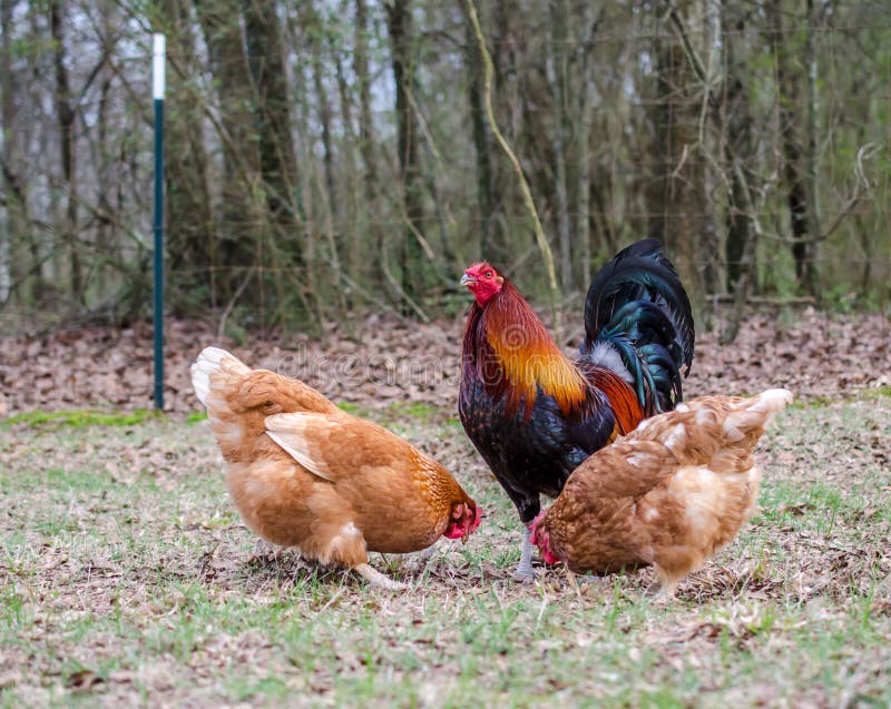 Rooster and hens stock photo. Image of animal, raise - 86473388
