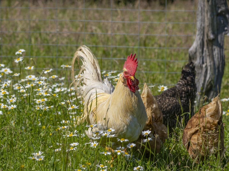 A Rooster and Hens in the Garden on a Farm Stock Image - Image of fowl ...