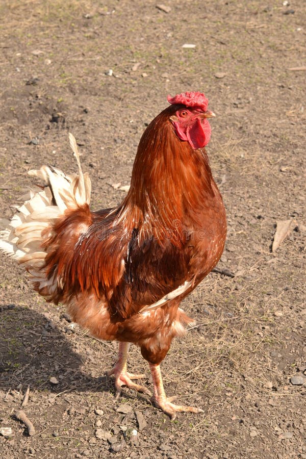 Rooster stock image. Image of field, colourful, agriculture - 53178621