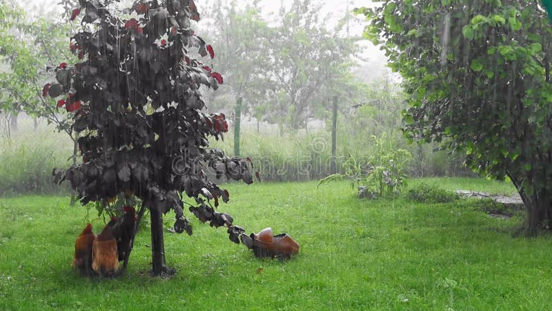Rooster and Hens Hide from the Rain Under a Tree Stock Video - Video of ...