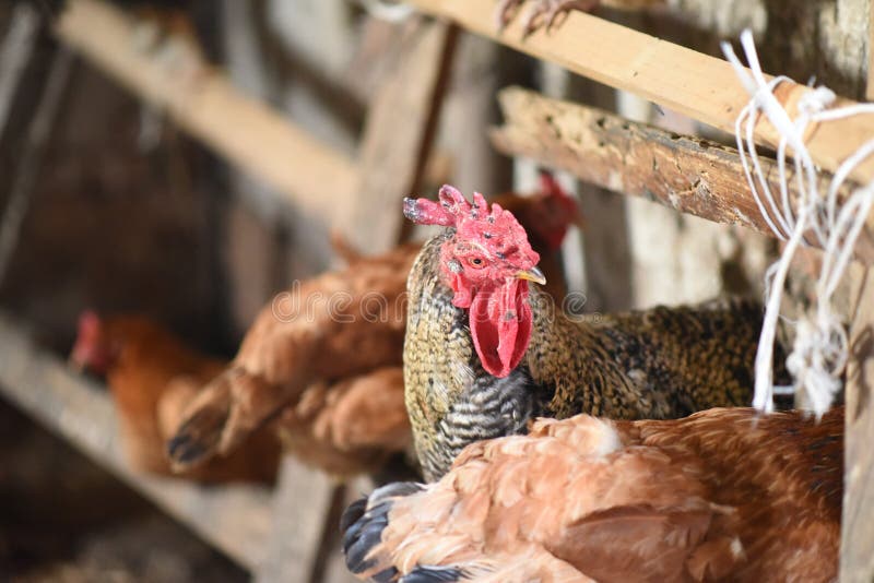 Rooster, Hens Inside Old Agriculture Bulding Stock Image - Image of ...