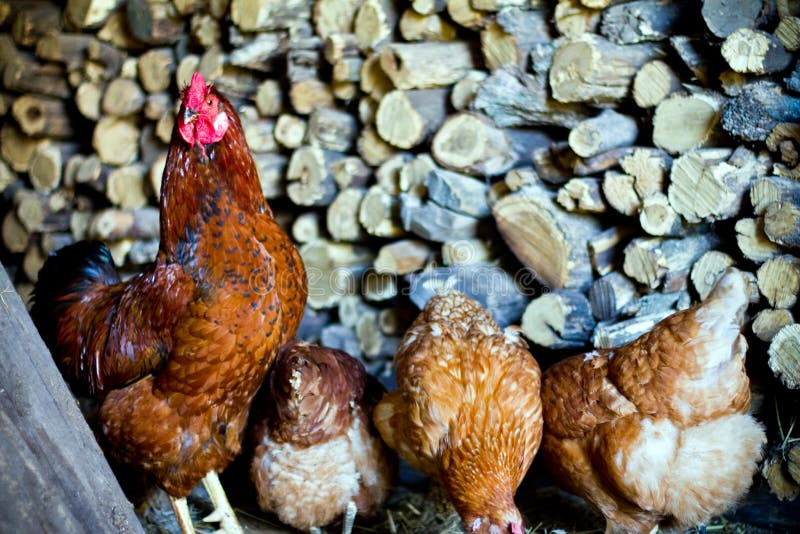 A rooster with hens stock photo. Image of billet, pools - 93848482