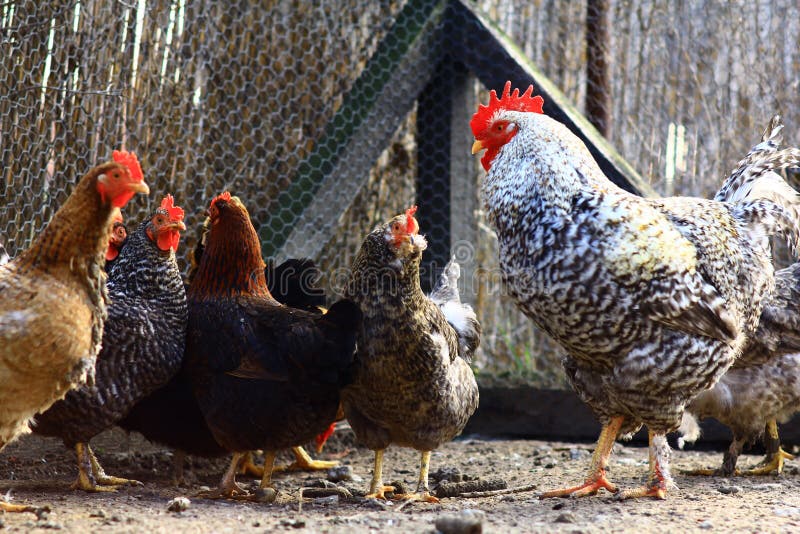 Hens stock photo. Image of hens, scared, rural, yard, birds - 8488428