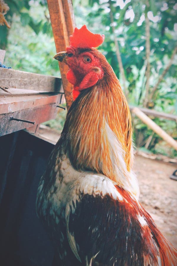 185 Rooster Horn Stock Photos - Free & Royalty-Free Stock Photos from ...