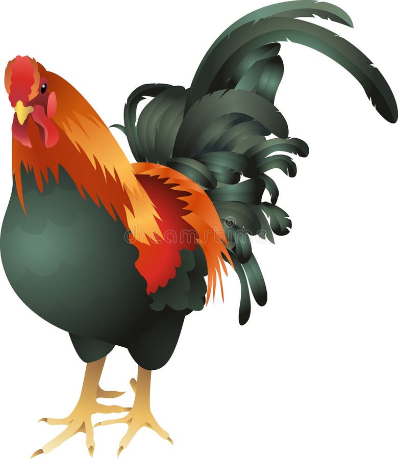 Rooster fight illustration stock illustration. Illustration of animals ...