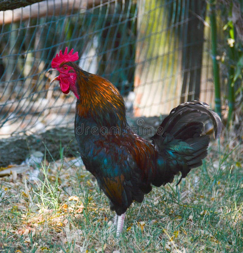 122 Rooster Calling Stock Photos - Free & Royalty-Free Stock Photos ...