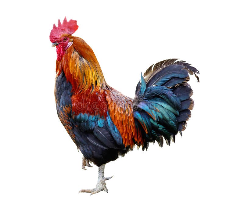 81,239 Rooster Stock Photos - Free & Royalty-Free Stock Photos from ...