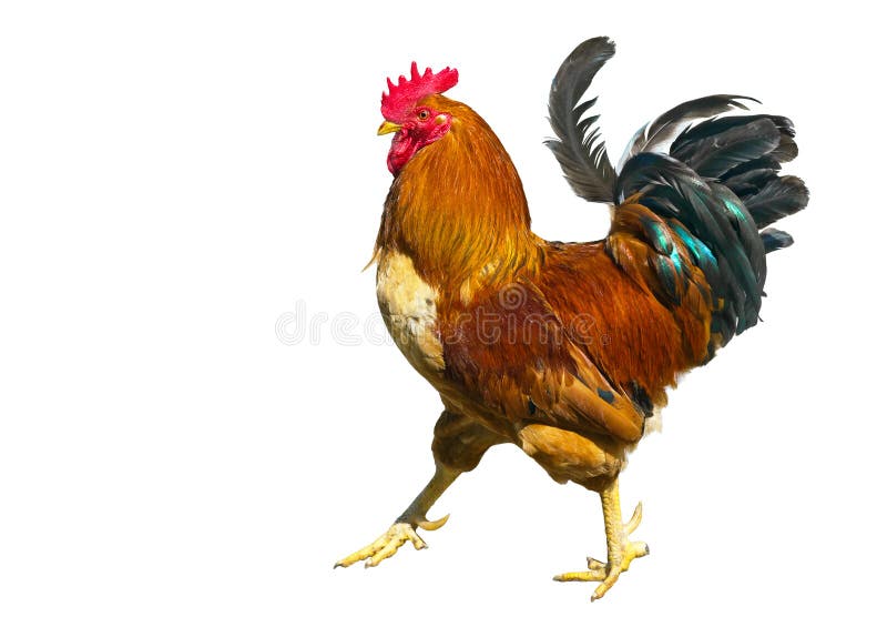 Realistic Rooster Mascot Ripping Out of Background Stock Vector ...