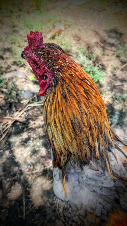 Rooster with Its Sharp Eyes and Beautiful Feathers Stock Photo - Image ...