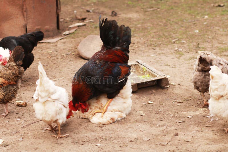 The Leader on a Farm among Chickens. Stock Photo - Image of ecological ...