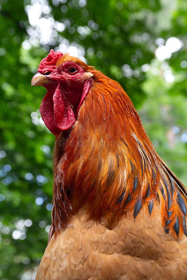 Rooster of the Light Brahma Breed Stock Image - Image of market ...