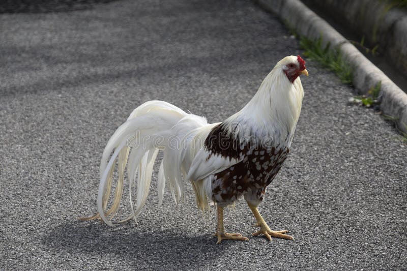 Rooster with Long White Tail Feathers Stock Photo - Image of wildlife ...