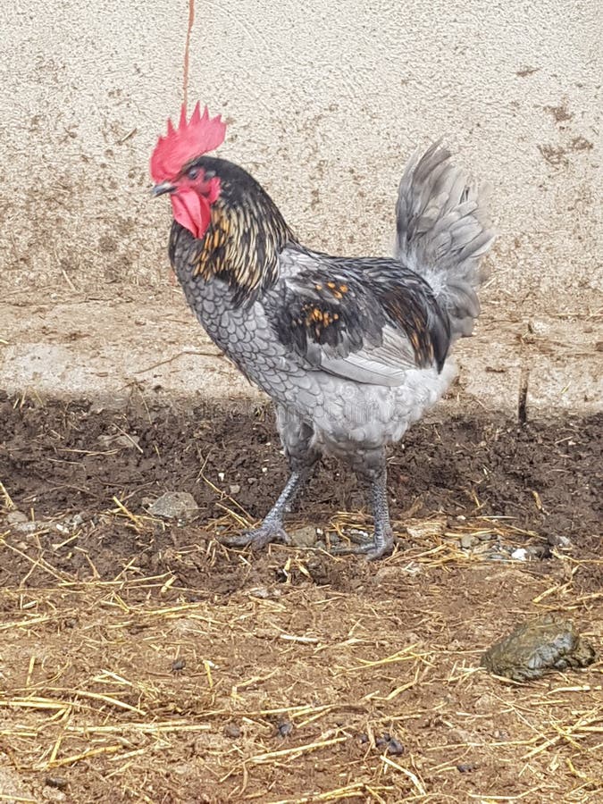 A Rooster Looking for Breakfast Stock Photo - Image of goose, chicken ...