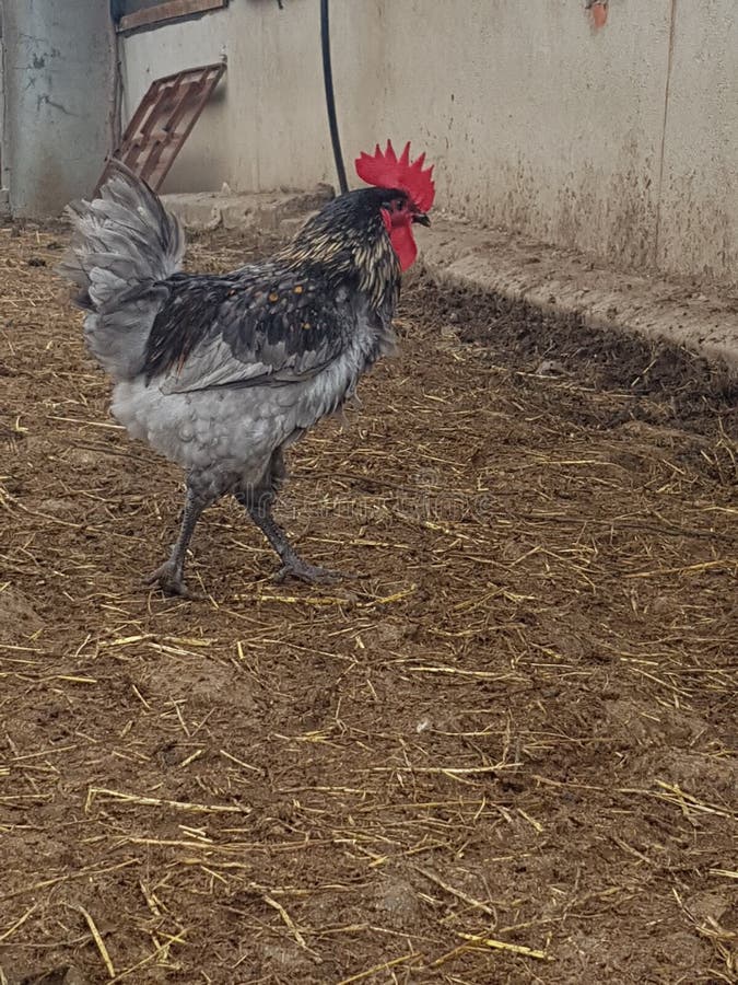 A Rooster Looking for Breakfast Stock Photo - Image of quail, beak ...