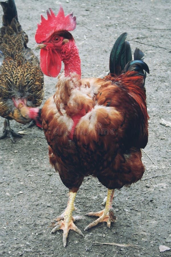 Rooster Looking at the Camera Stock Image - Image of quail, goose ...