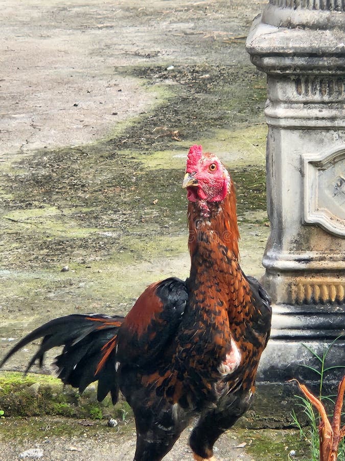 A Rooster is Looking for Food Stock Photo - Image of chicke, rooster ...