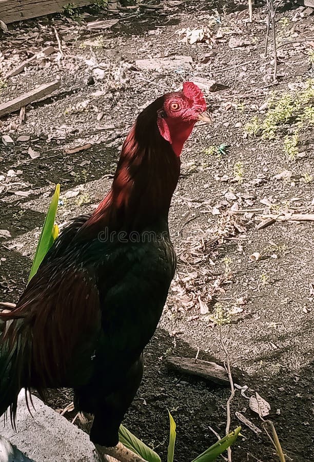 A Rooster Looking for Food in the Backyard Stock Image - Image of ...