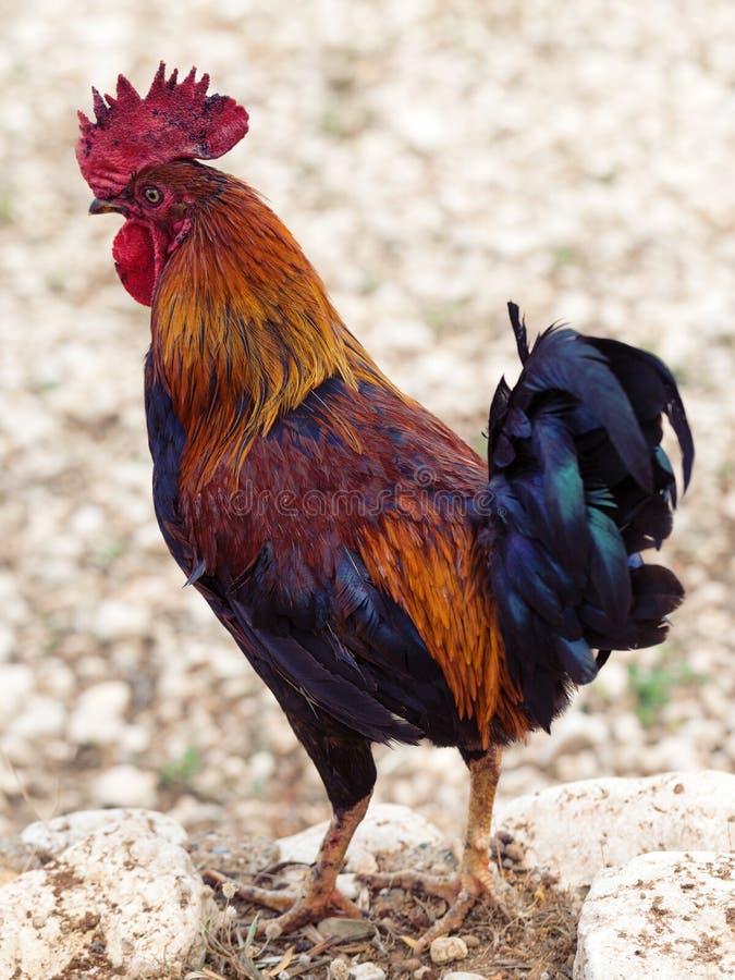 Rooster is Looking for Food in Farmyard Stock Photo - Image of male ...