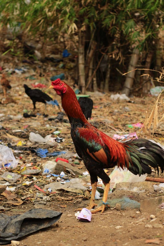 A Rooster Looking for Food in a Garbage Dump Stock Image - Image of ...