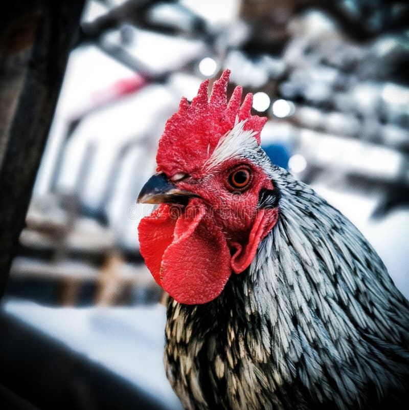 Rooster looking good stock image. Image of bird, high - 212853101