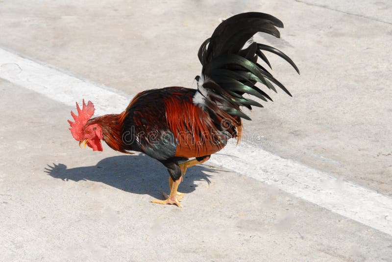 Rooster Looking at His Shadow Stock Image - Image of white, outside ...