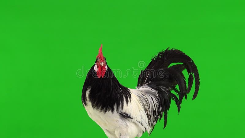 Rooster Looks in Different Directions on a Green Screen. Stock Footage ...