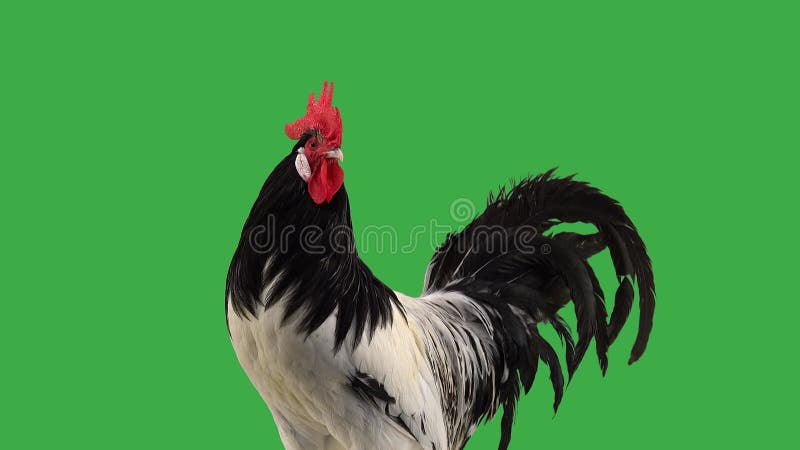 Rooster Looks in Different Directions on a Green Screen. Stock Video ...