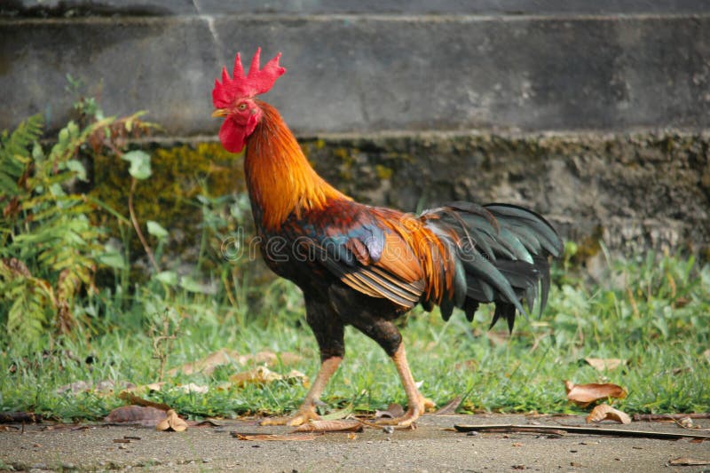 The Rooster Looks for Food in the Afternoon in the Yard. Stock Photo ...