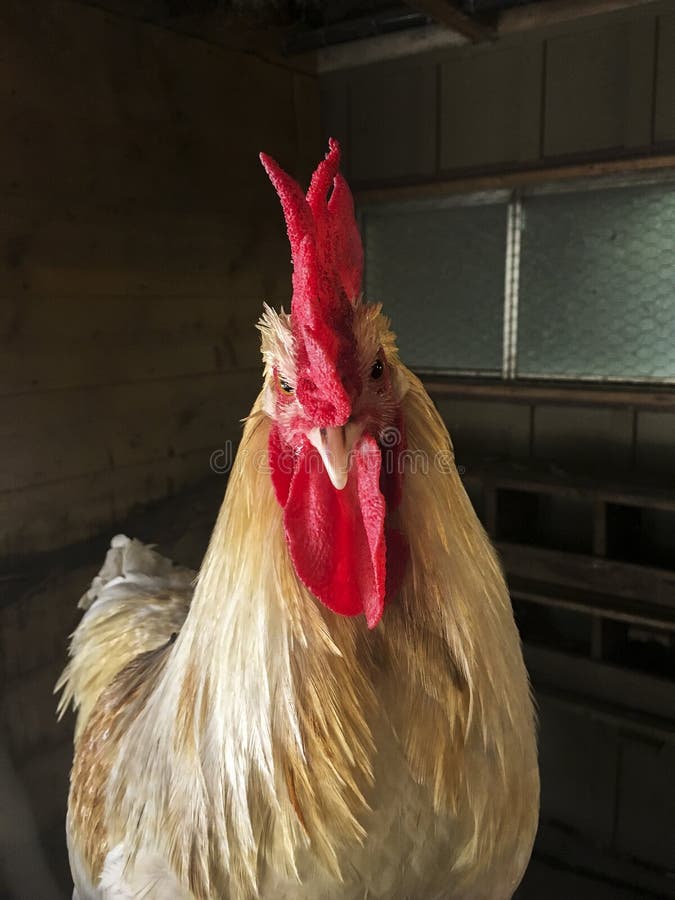 Rooster Making Eye Contact. Stock Image - Image of fowl, spotted: 79804891