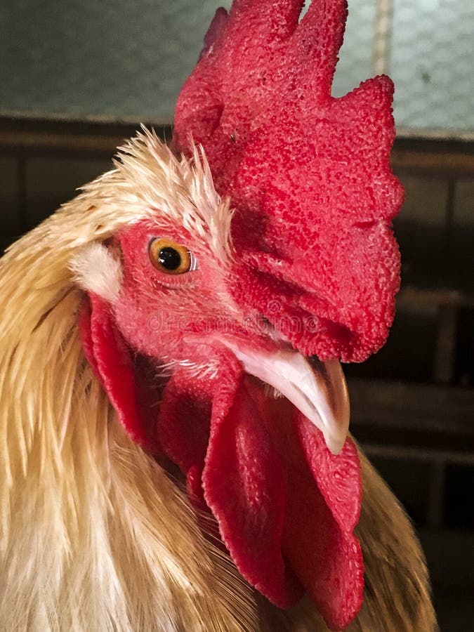 Rooster Making Eye Contact. Stock Image - Image of barn, rural: 79808747