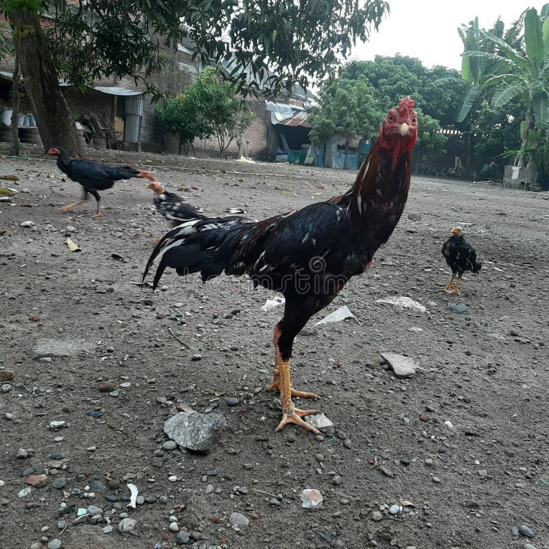 Rooster Male Chicken Bangkok Stock Photos - Free & Royalty-Free Stock ...