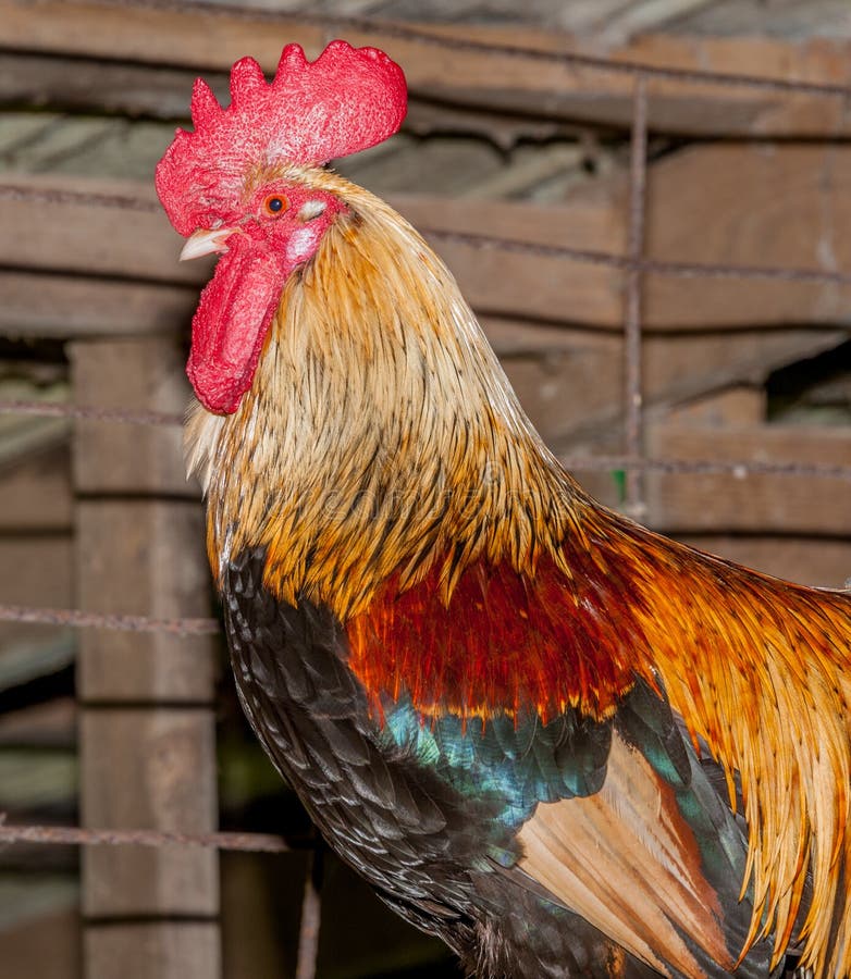 Rooster stock image. Image of colors, chicken, rail, barn - 70465851