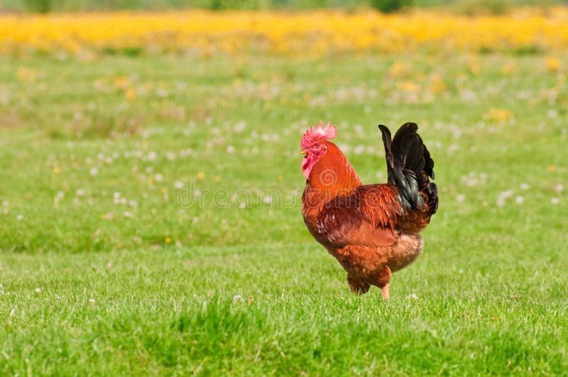 Rooster stock photo. Image of fowl, meat, beak, chicken - 43891860